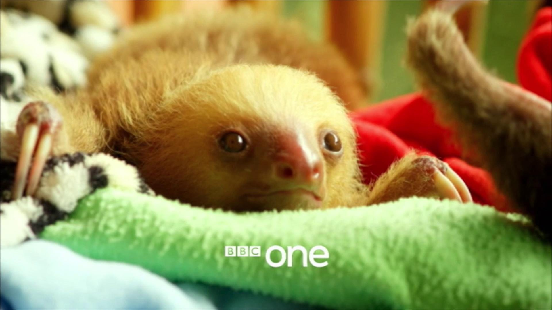 BBC One - Ingenious Animals, Trailer: Ingenious Animals