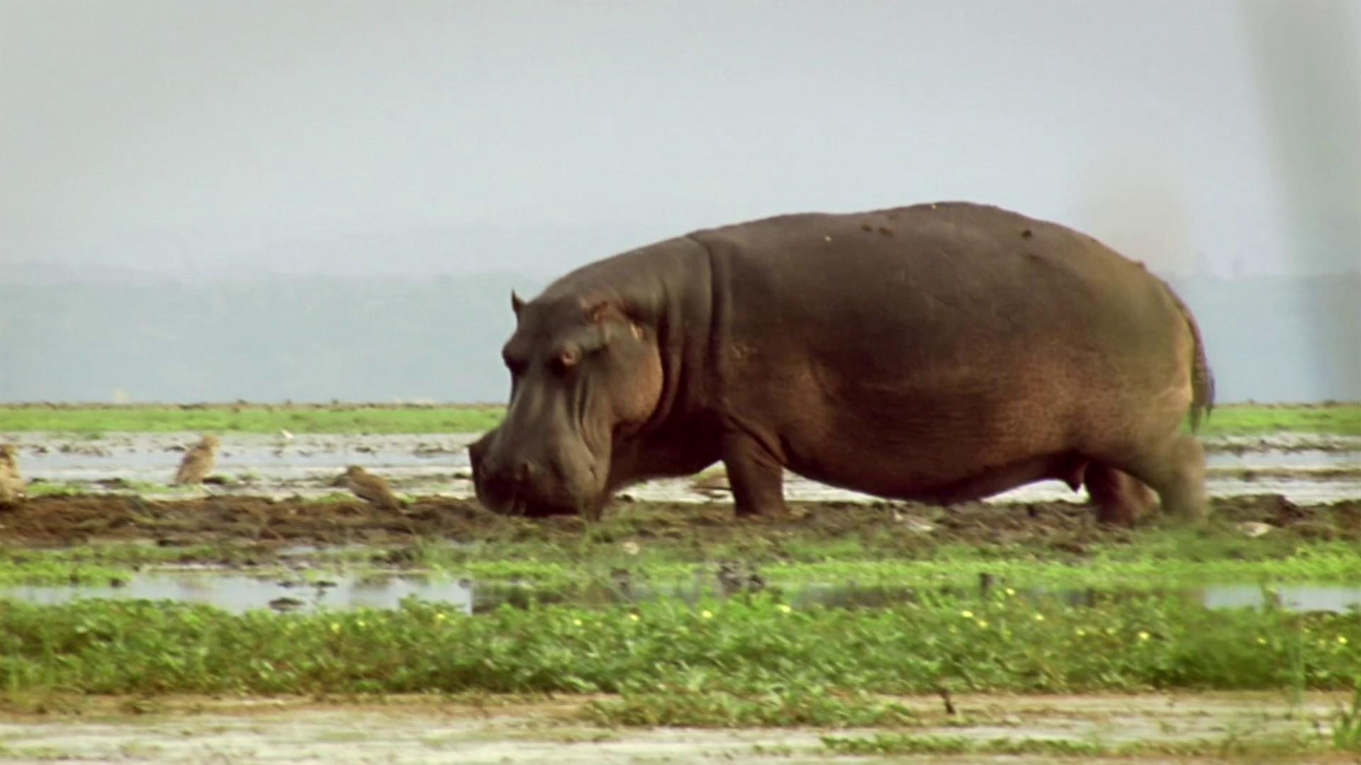 BBC One - Ingenious Animals, Bodies, What goes in, must come out!