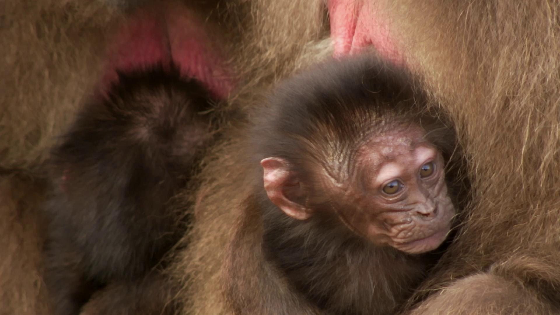 BBC One - Animal Babies, Mountain Babies, Precarious play