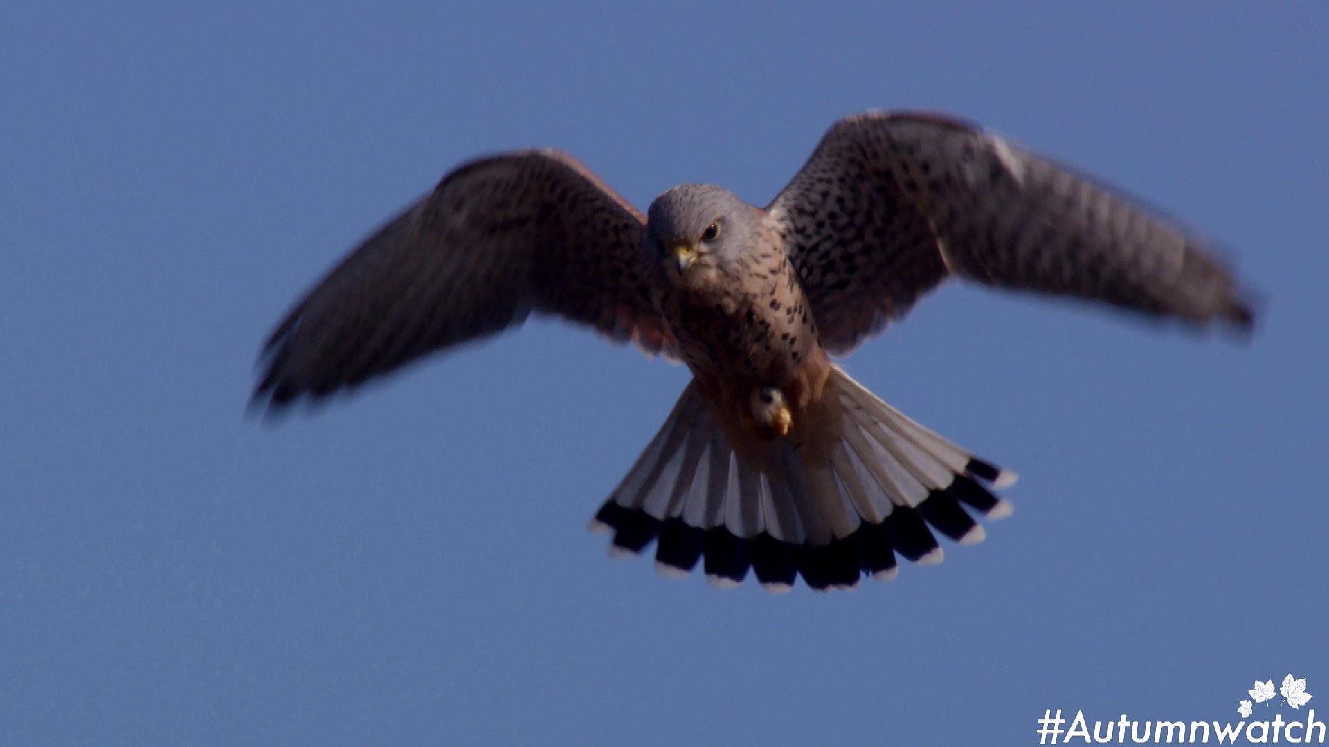 BBC Two - Autumnwatch, Kestrel hovering
