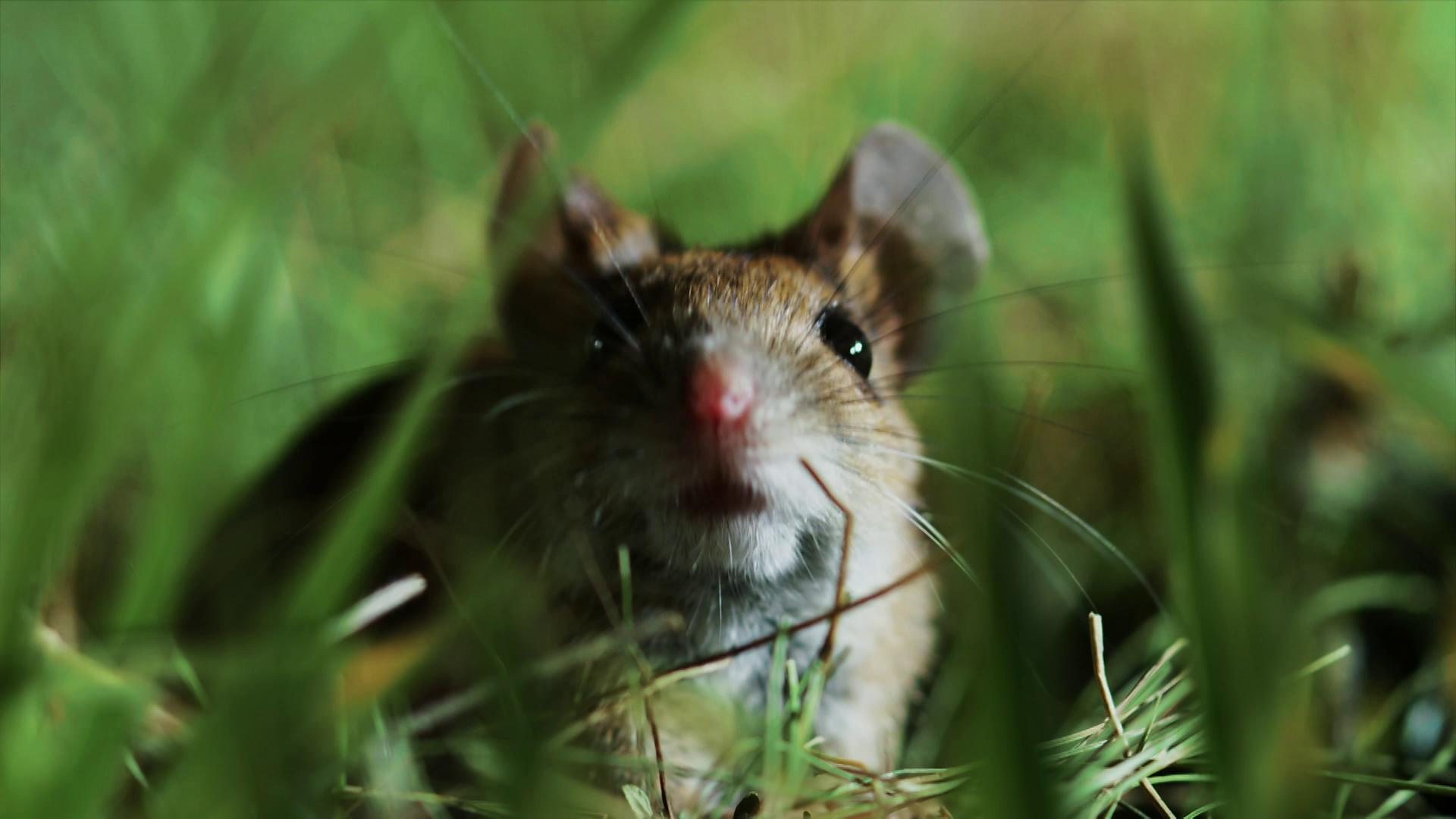 BBC Two - Wild Tales from the Village, Field mice in danger
