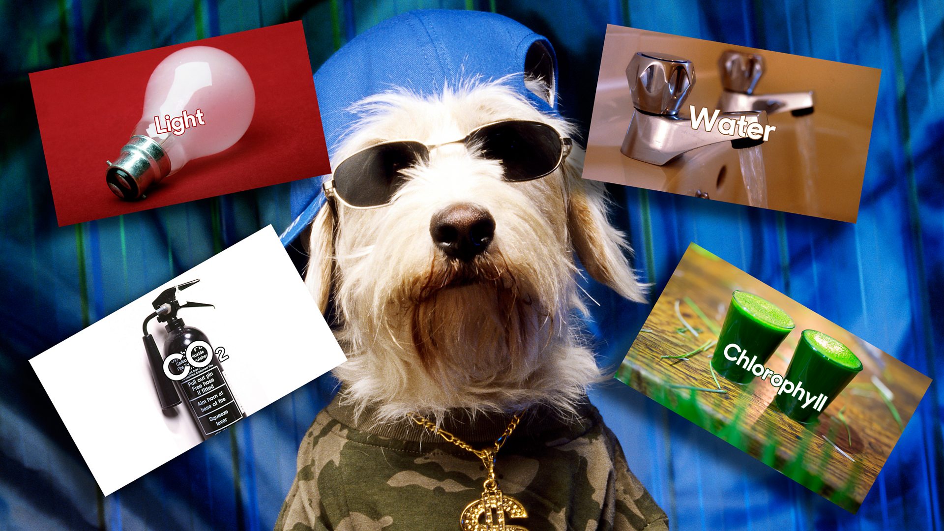 BBC - Learning, Terrific Scientific - The Photosynthesis Rap