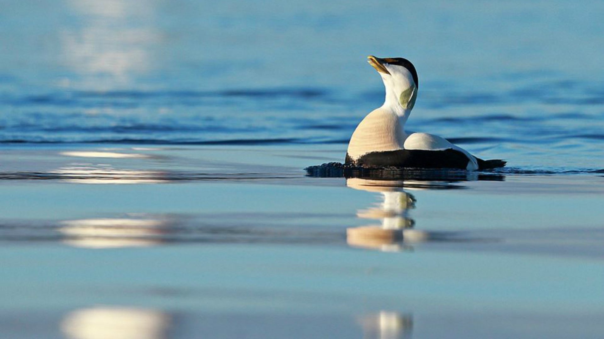 BBC Radio 4 - Tweet of the Day, Finding delight in the 'gossiping ...