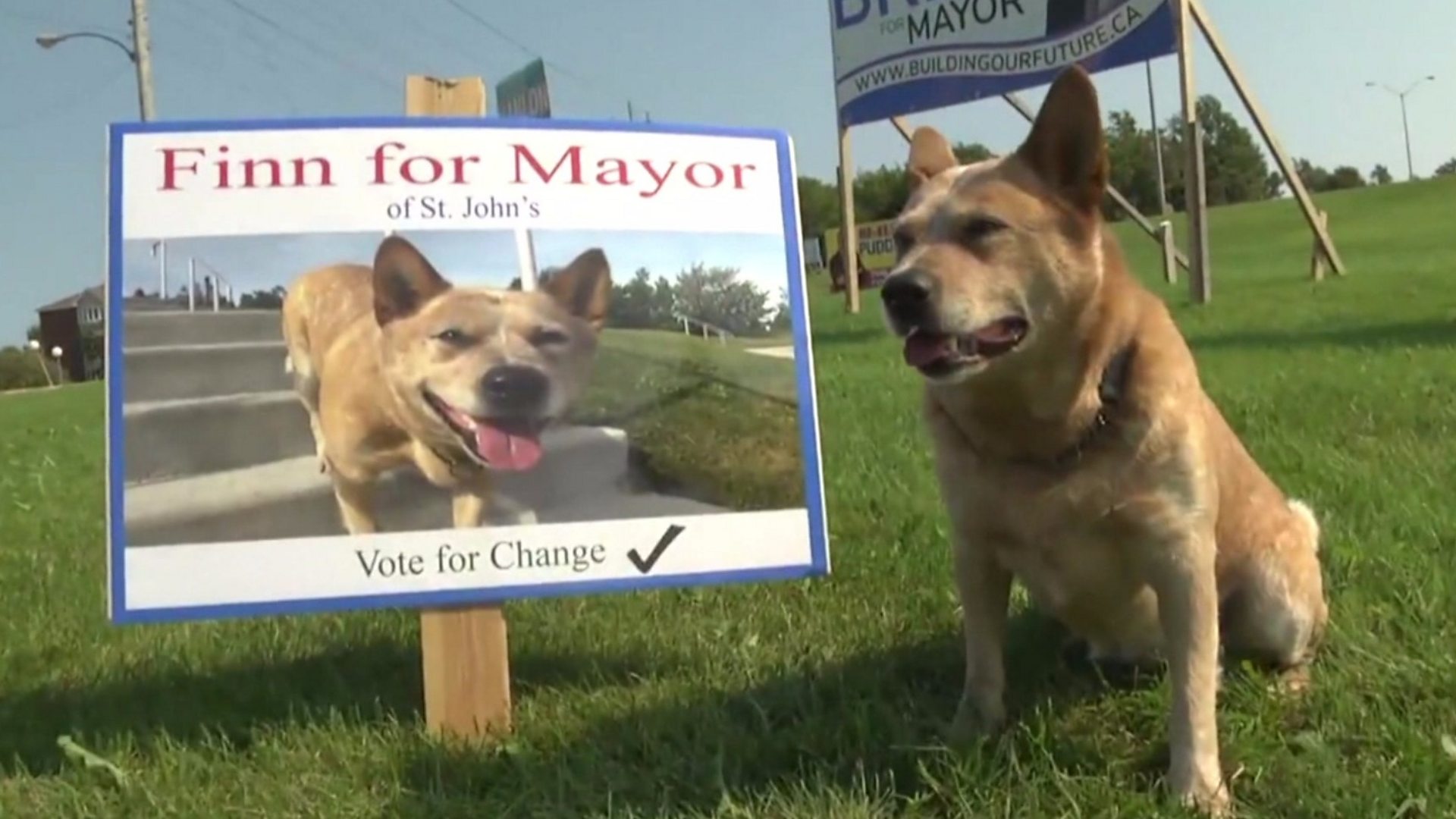 What City Has A Dog For Mayor