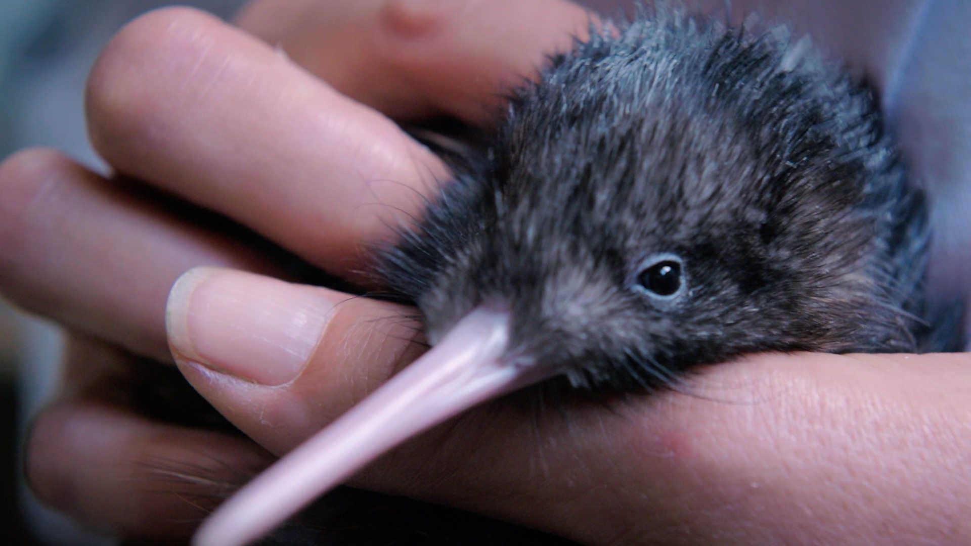 BBC World Service - CrowdScience, Should We Kill One Species to Save ...