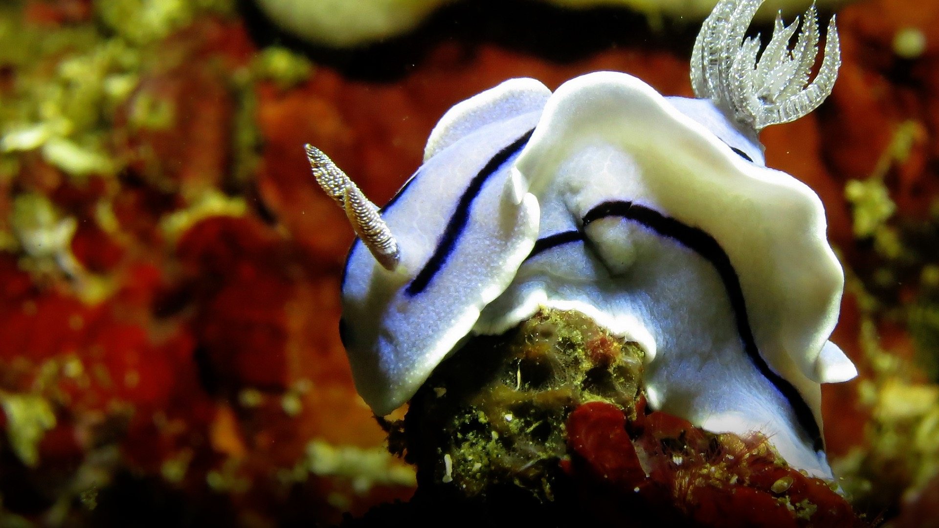Eating Sea Slug The Sea Slug Forum Aplysia Parvula