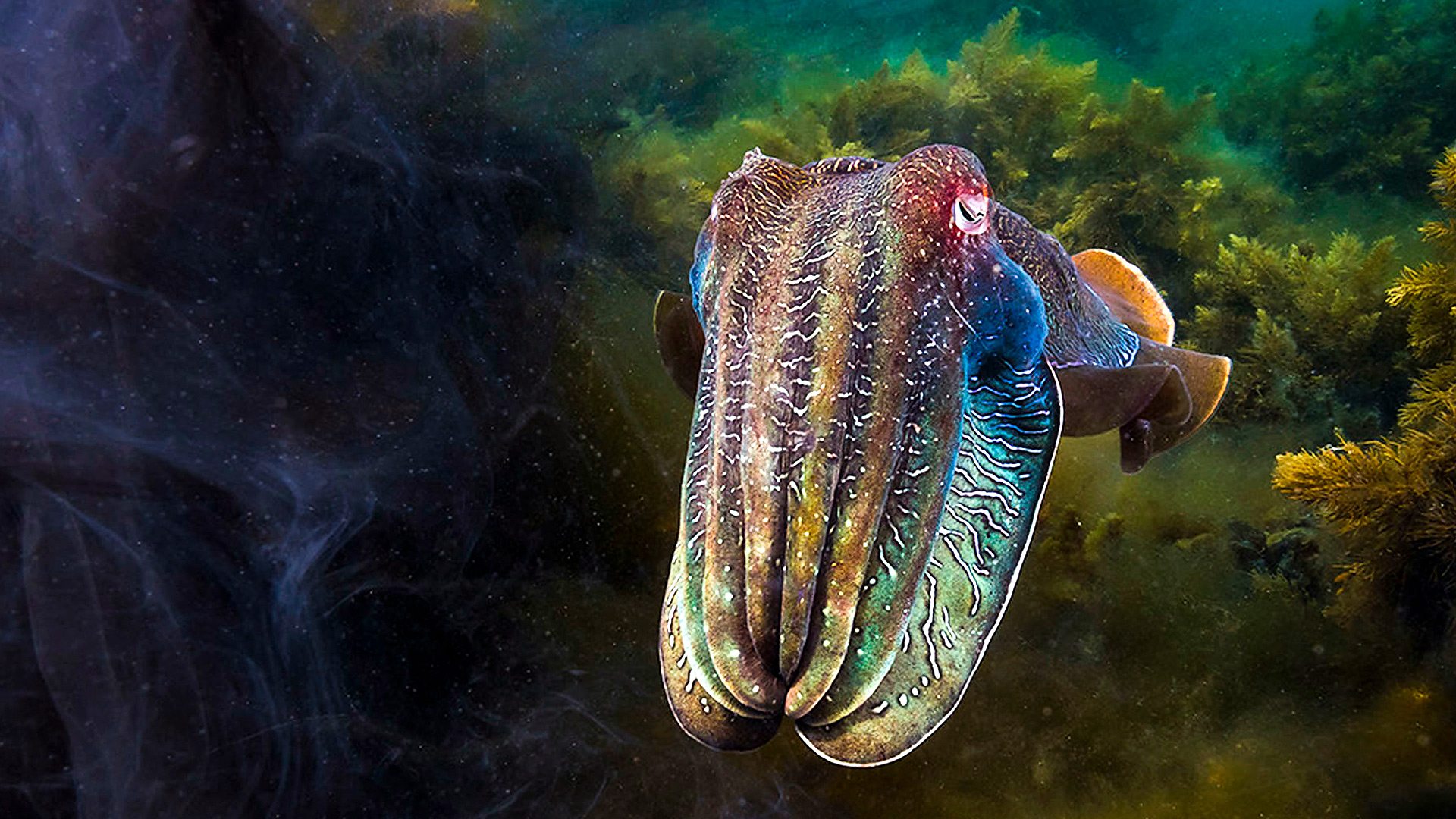 BBC iPlayer - Blue Planet II - Series 1: 5. Green Seas