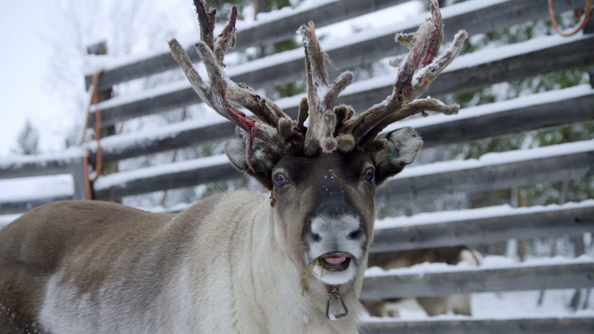 BBC Two - Reindeer Family and Me, Meet the Reindeer