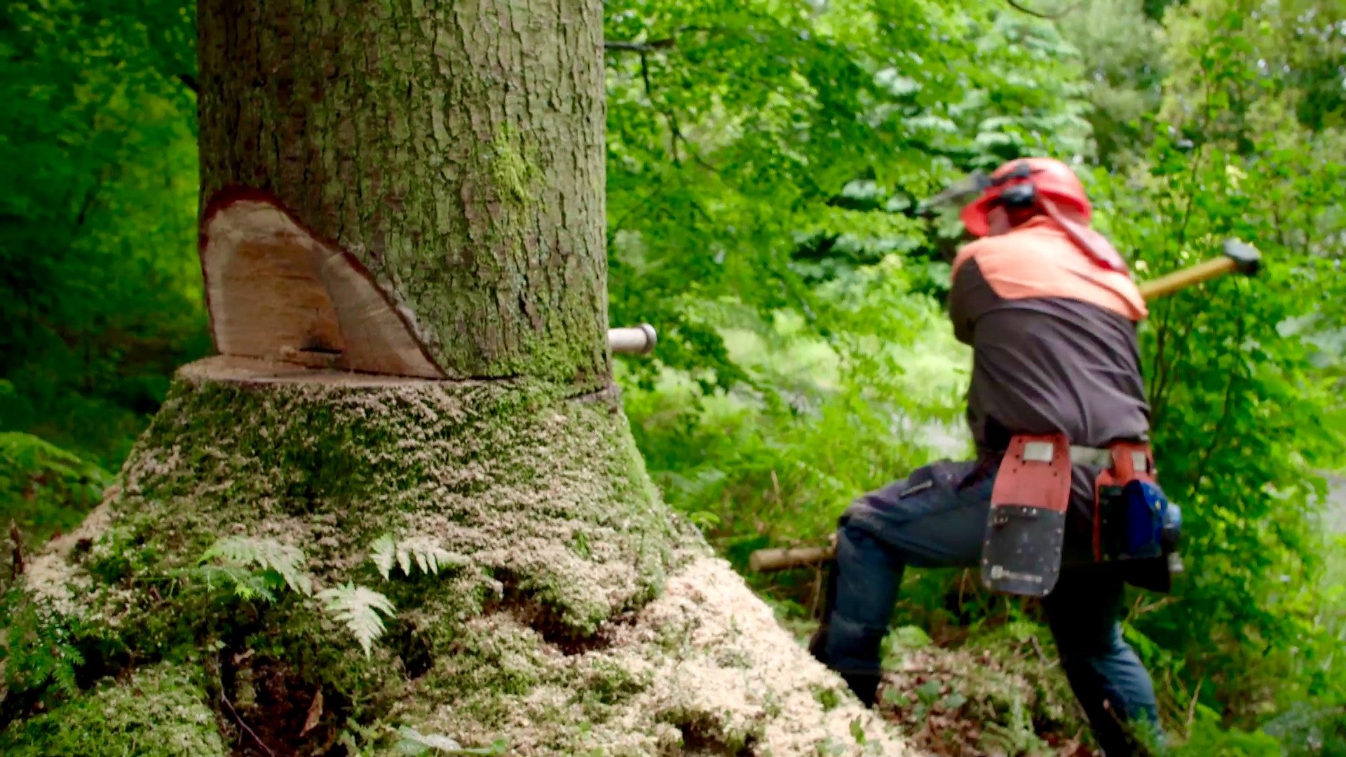 BBC Scotland - The Forest, Series 1, Episode 6, Experienced Forester ...