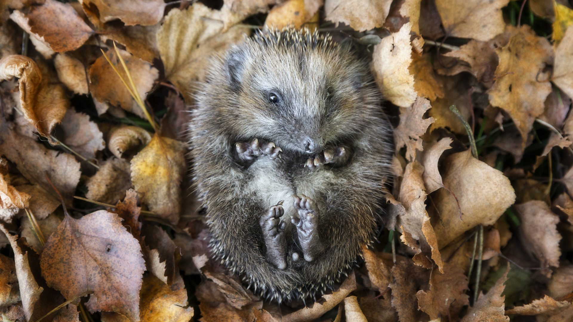 BBC Radio Ulster - Gardeners' Corner, Helping hedgehogs