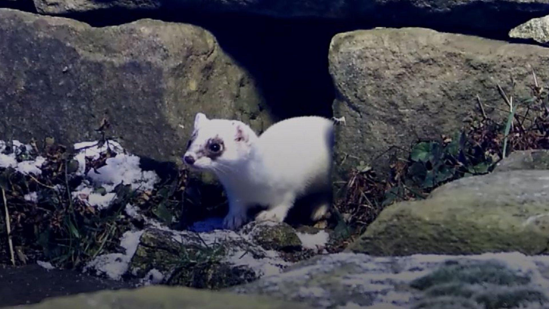 White Stoat