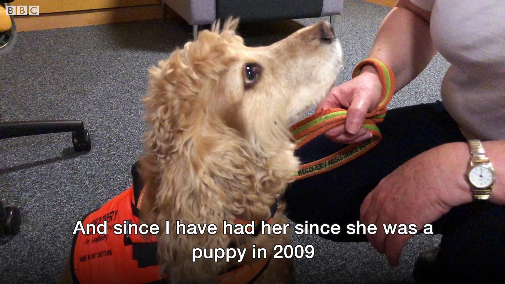 BBC - Recovery dog