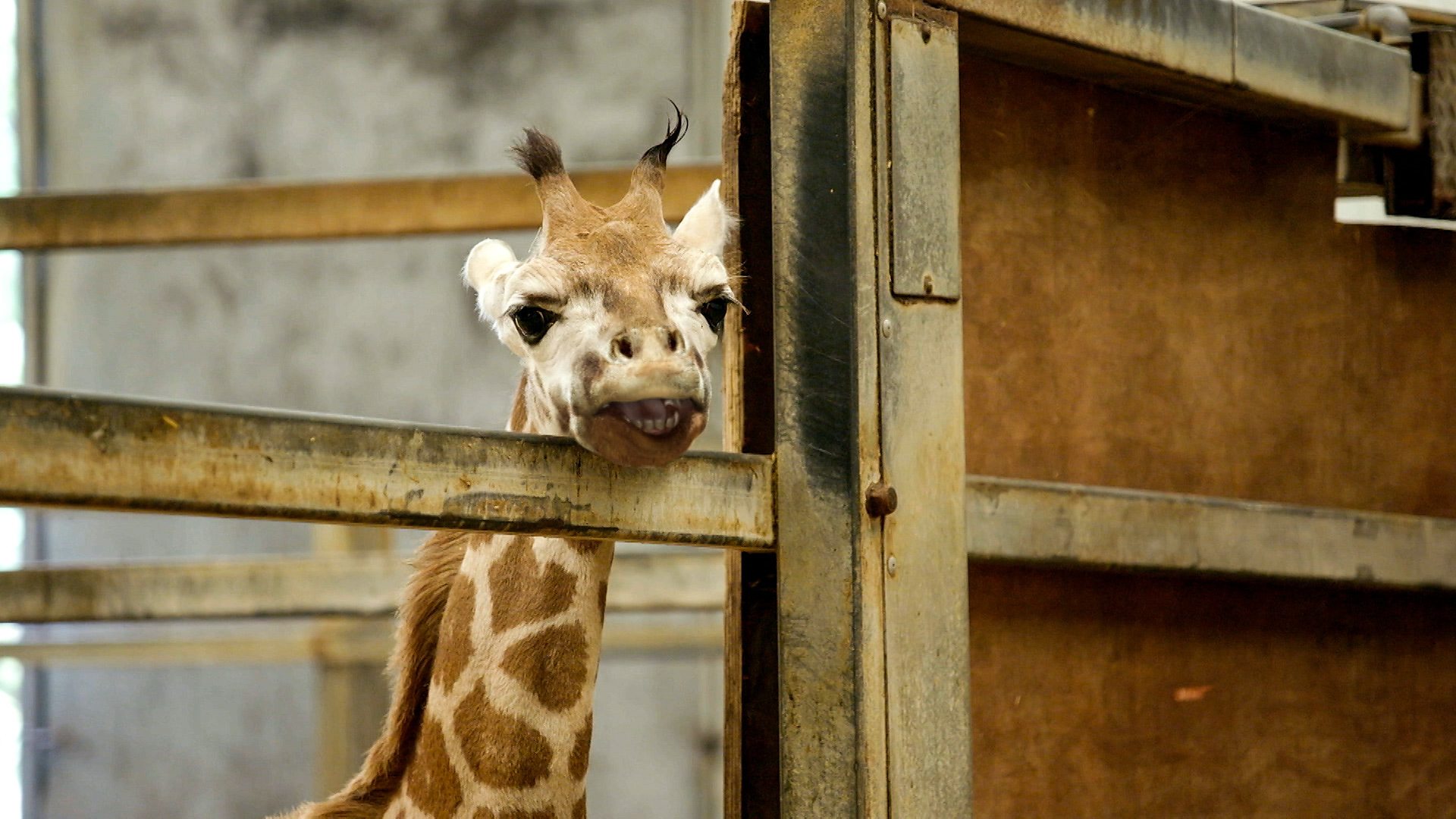 BBC iPlayer - The Zoo - Series 2: 9. Whos Afraid of the Big Bad Zoo