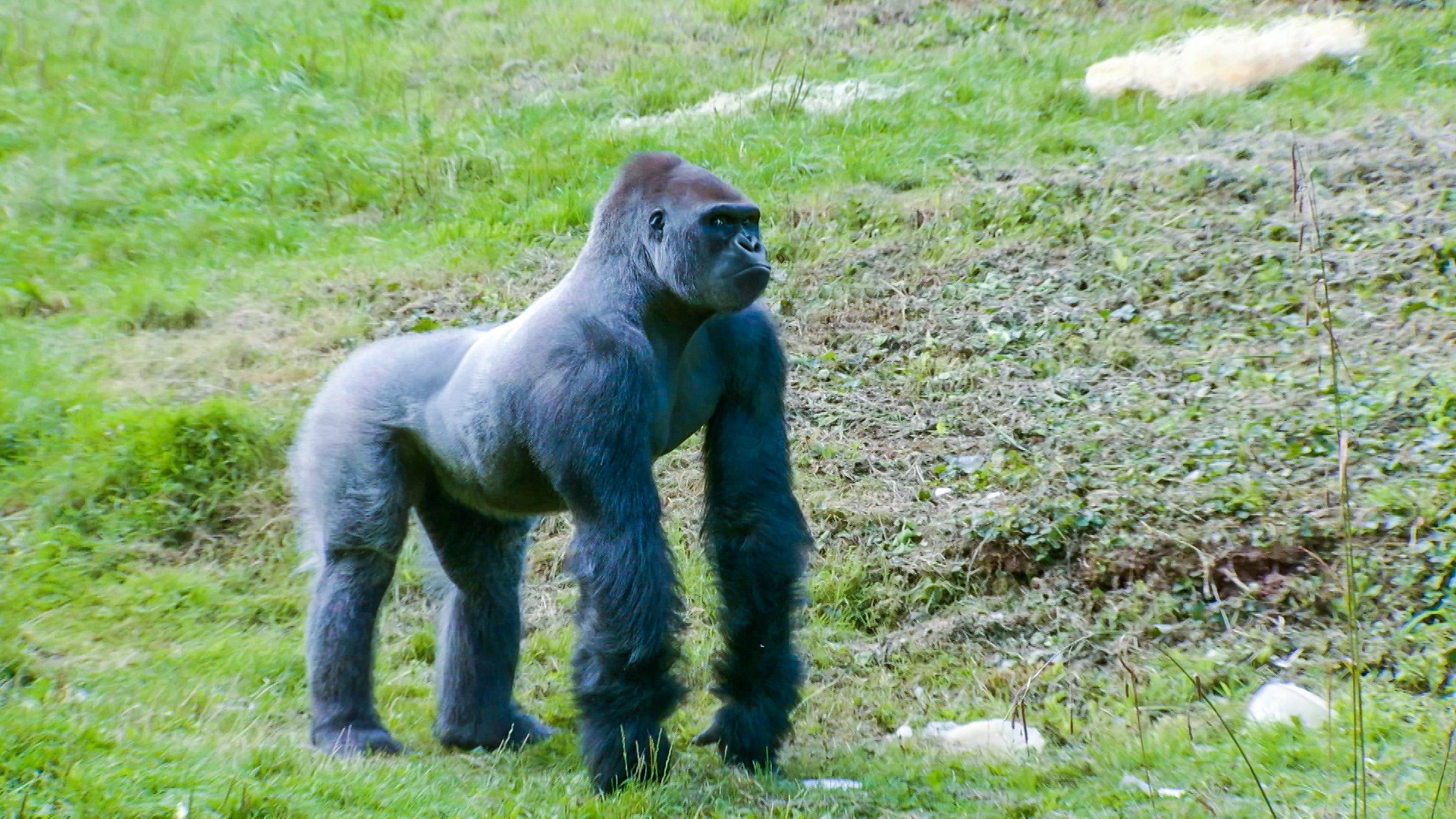 BBC iPlayer - The Zoo - Series 2: 11. Jurgen and the Giant Poopsicle