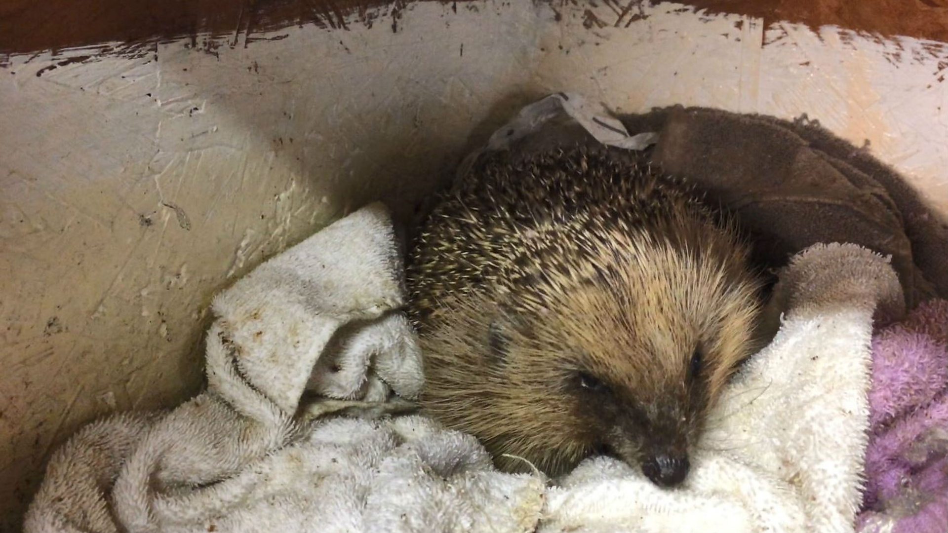 BBC Radio Lincolnshire - Melvyn in the Morning, Hedgehogs, home ...