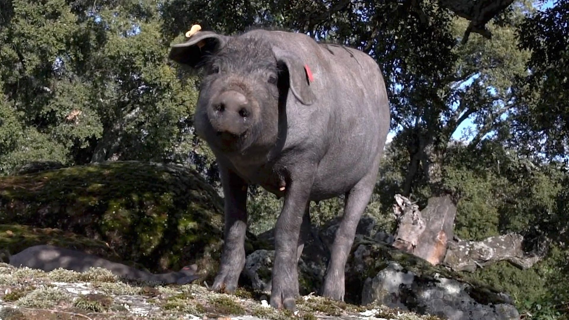 BBC World Service - The Newsroom, Why are 'acorn pigs' so expensive?