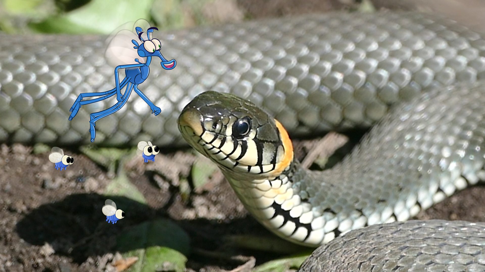 How do animals control their body temperature? - BBC Bitesize