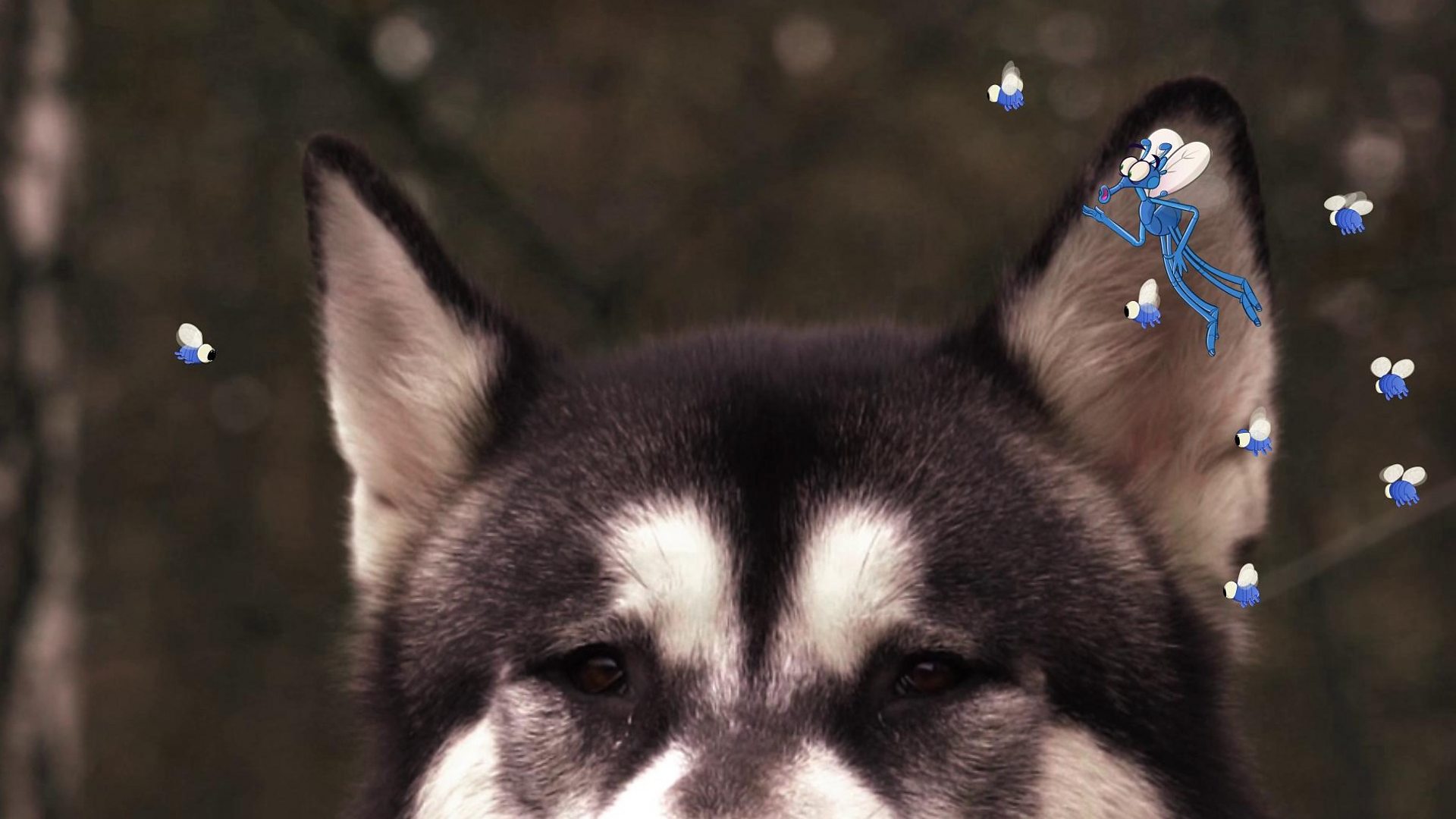 How do different animals hear? - BBC Bitesize