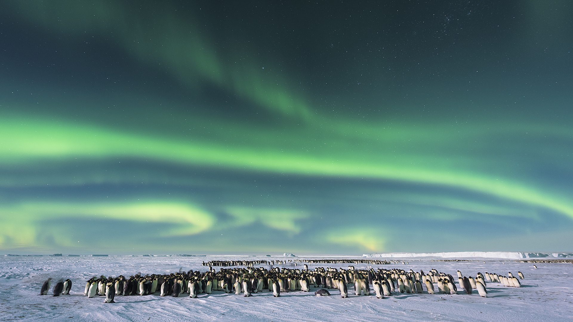 Aurora Borealis Antarctica Penguin The Northern And Southern Lights