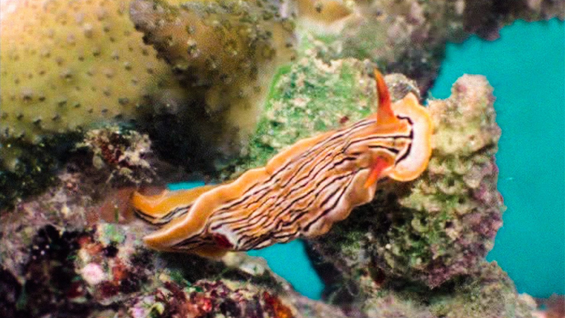 BBC iPlayer - Life on Earth - 2. Building Bodies