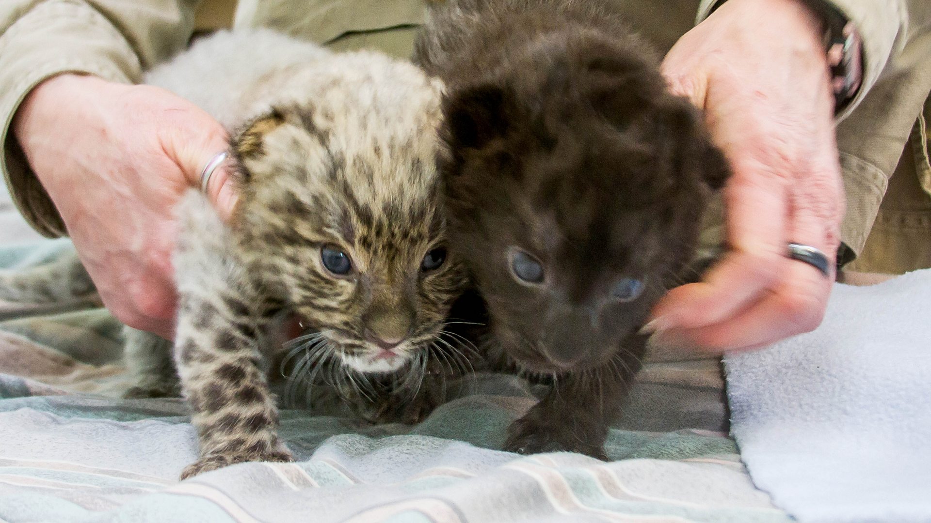 Black Panther Cubs Playing