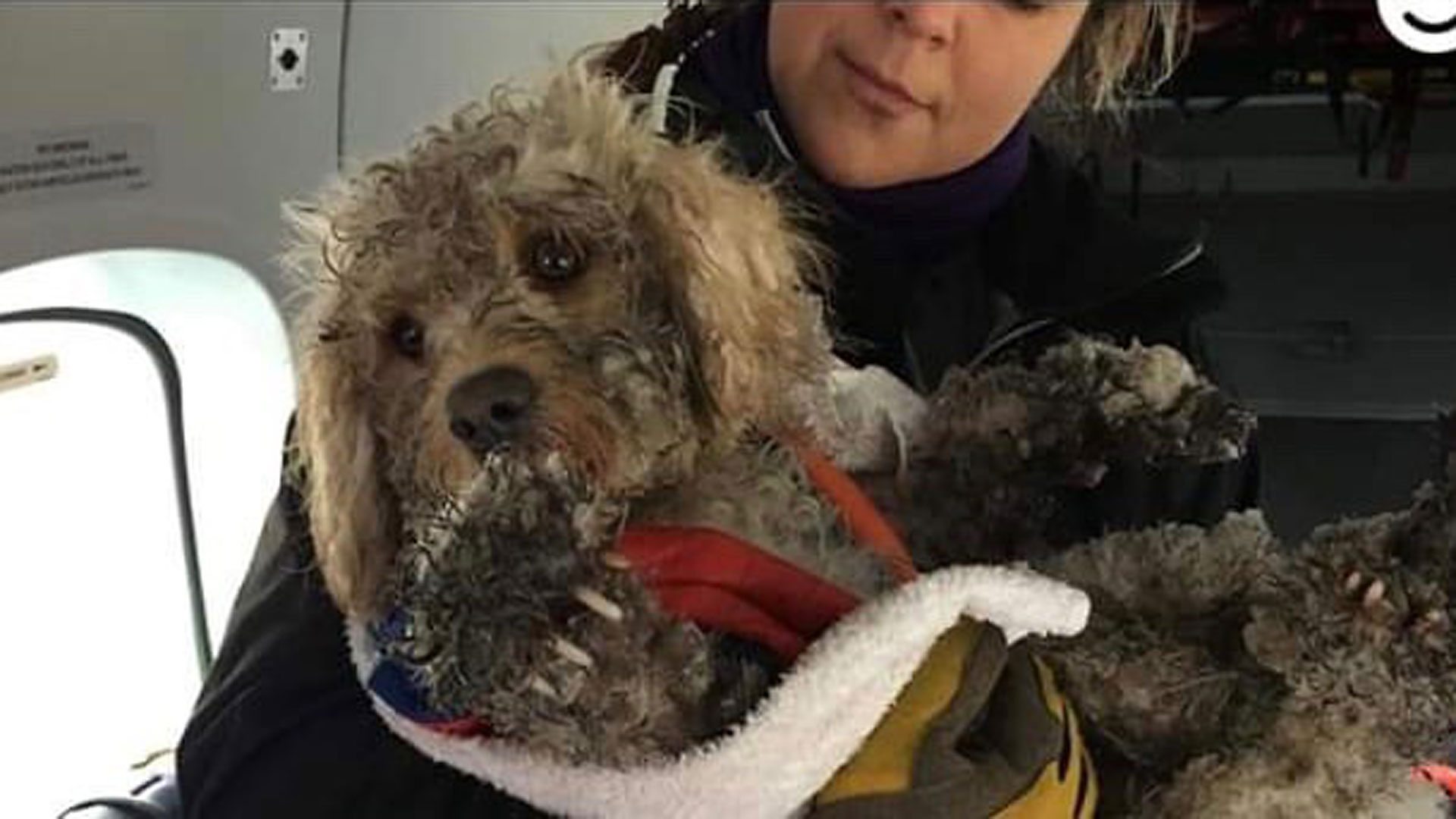 BBC World Service - Outlook, Saving Ben the dog