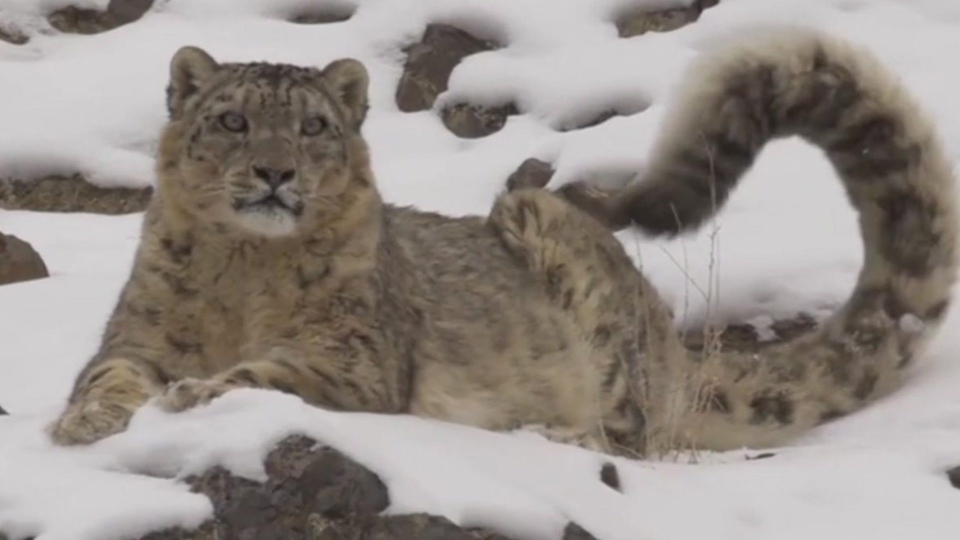 BBC World Service - Newsday, How one woman saved the snow leopards