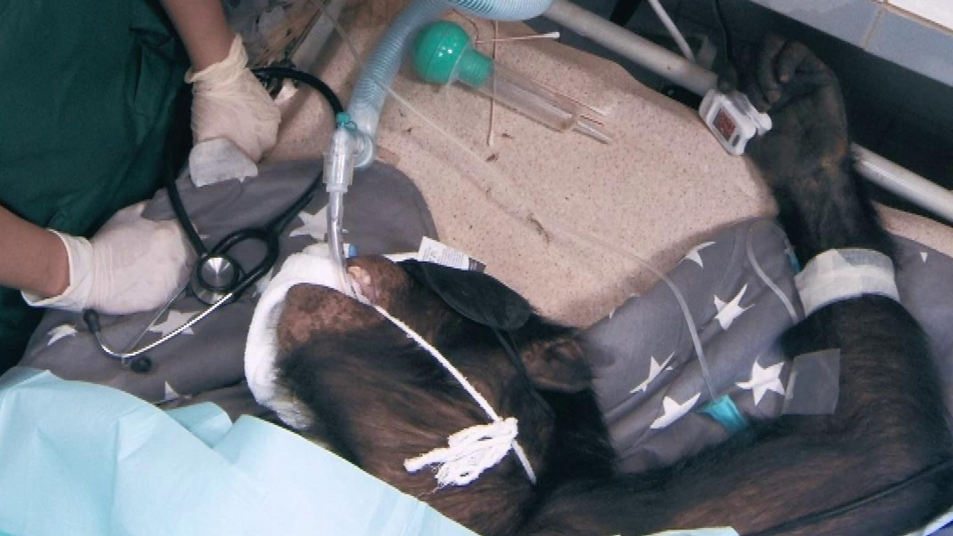 BBC Two - Big Animal Surgery, Series 1, Chimpanzee, Wildlife vet Romain ...