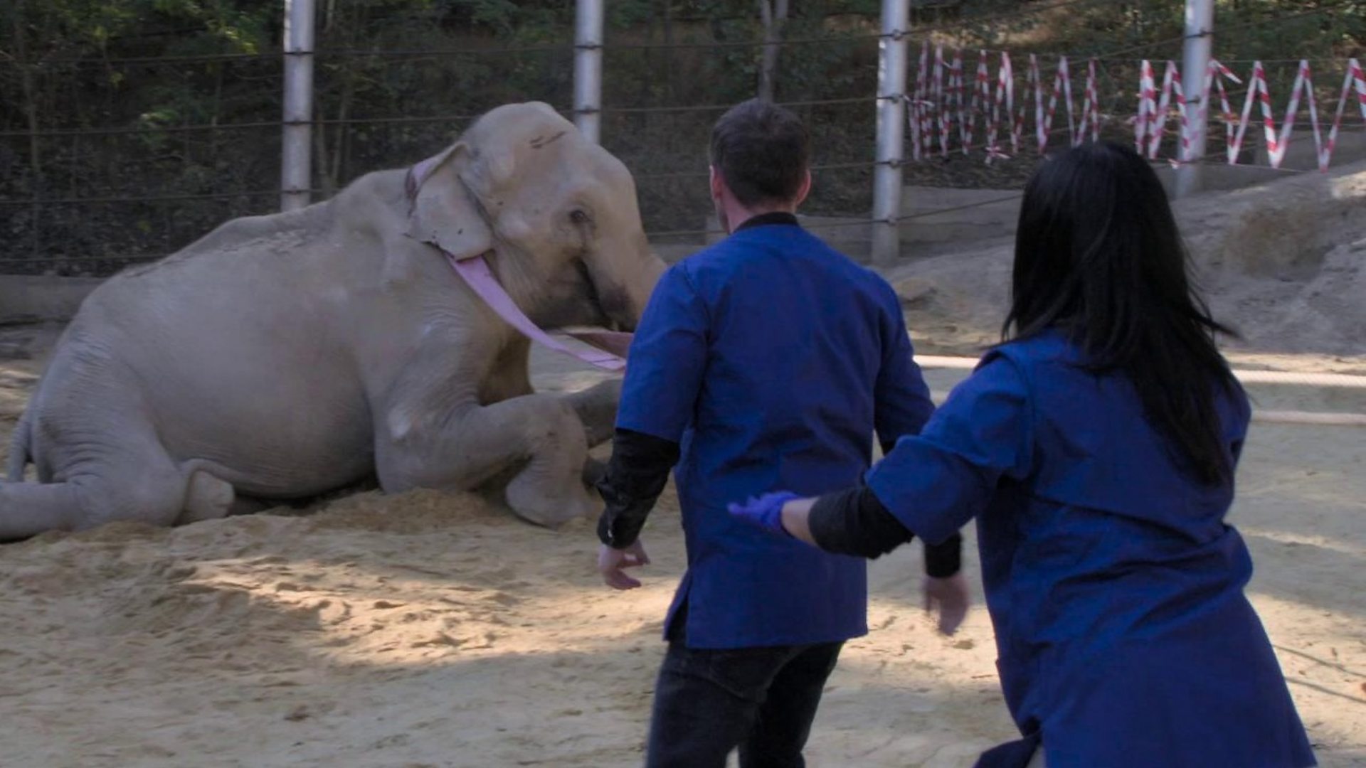 BBC Two - Big Animal Surgery, Series 1, Elephant, A team of vets and ...