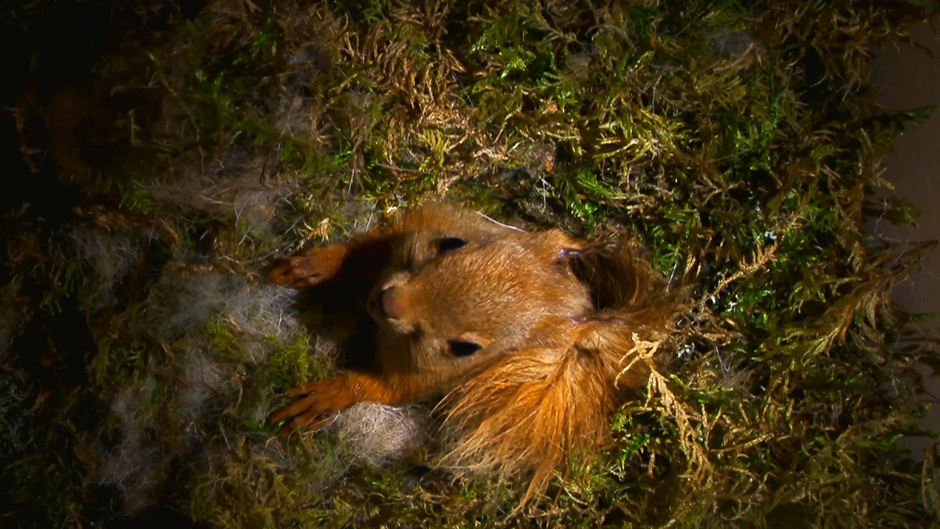 BBC Two - Springwatch, It's bedtime for this red squirrel