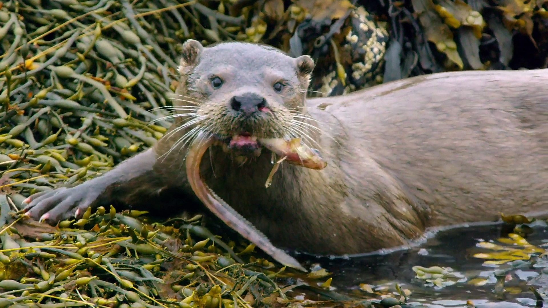 BBC Scotland - Wild Way of the Vikings, The otter’s place in Norse ...