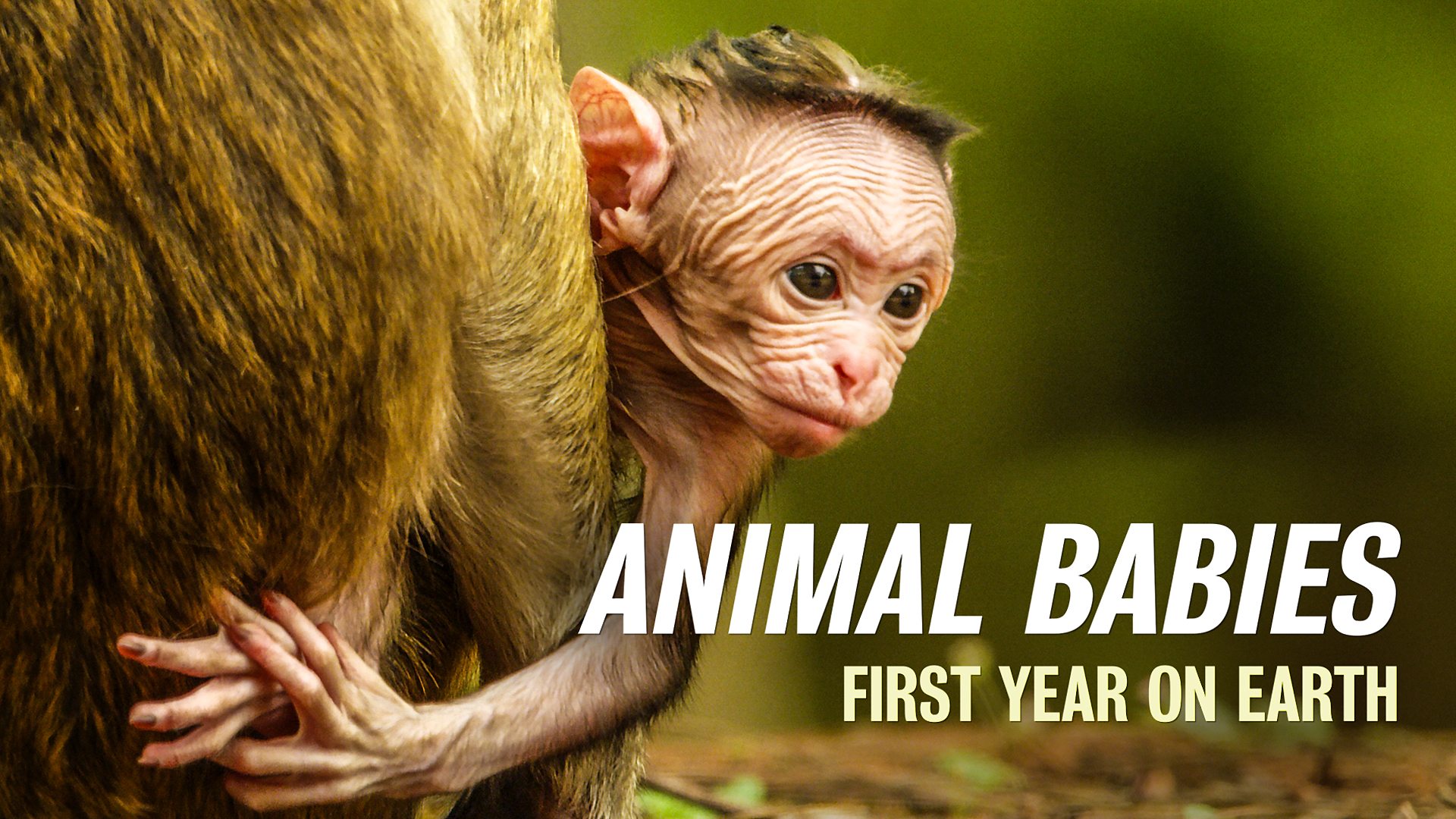 BBC Two - Animal Babies: First Year on Earth, Introducing... Animal ...