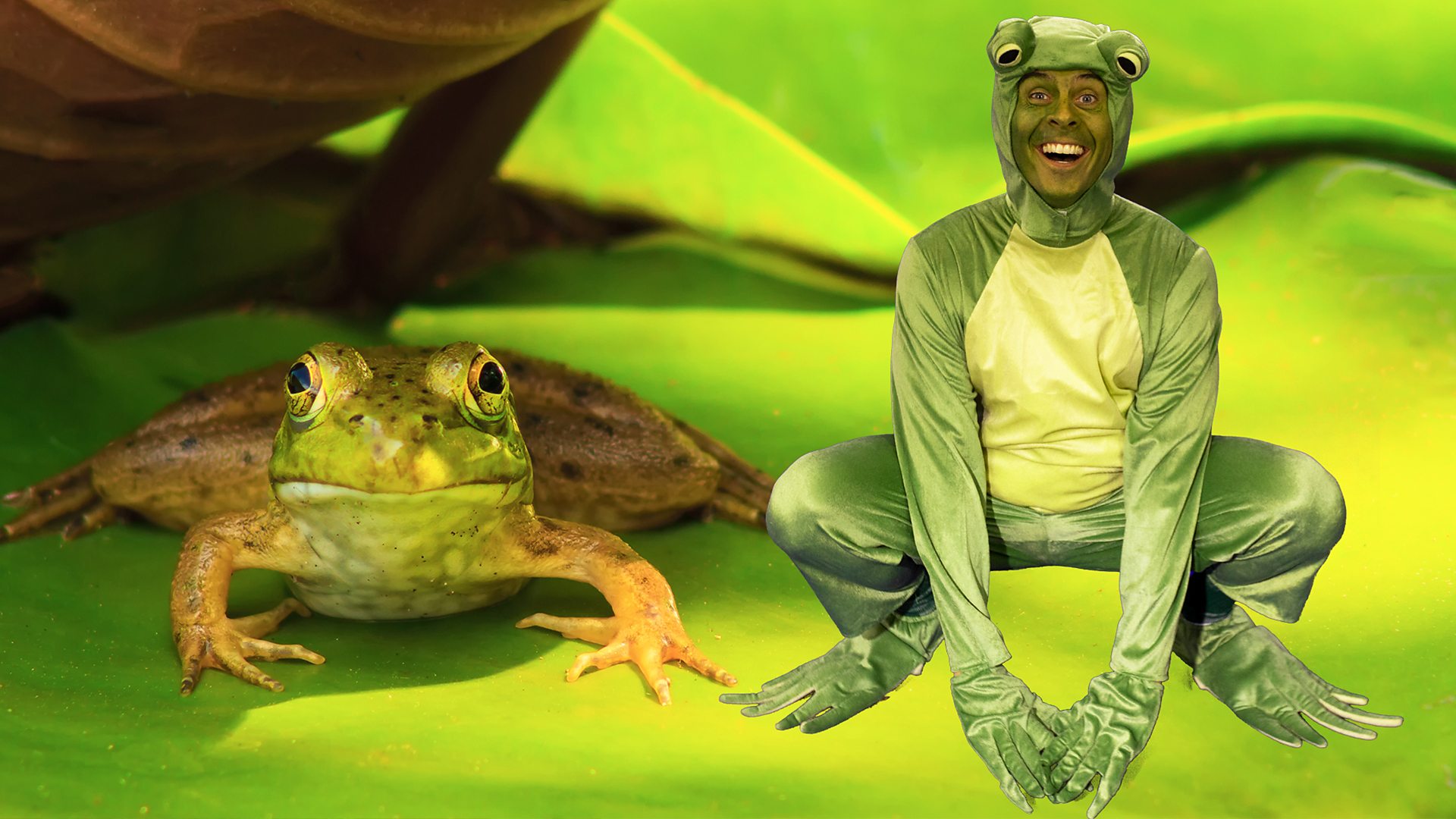BBC iPlayer - Andys Raps - Aquatic: 3. Frog Hopping