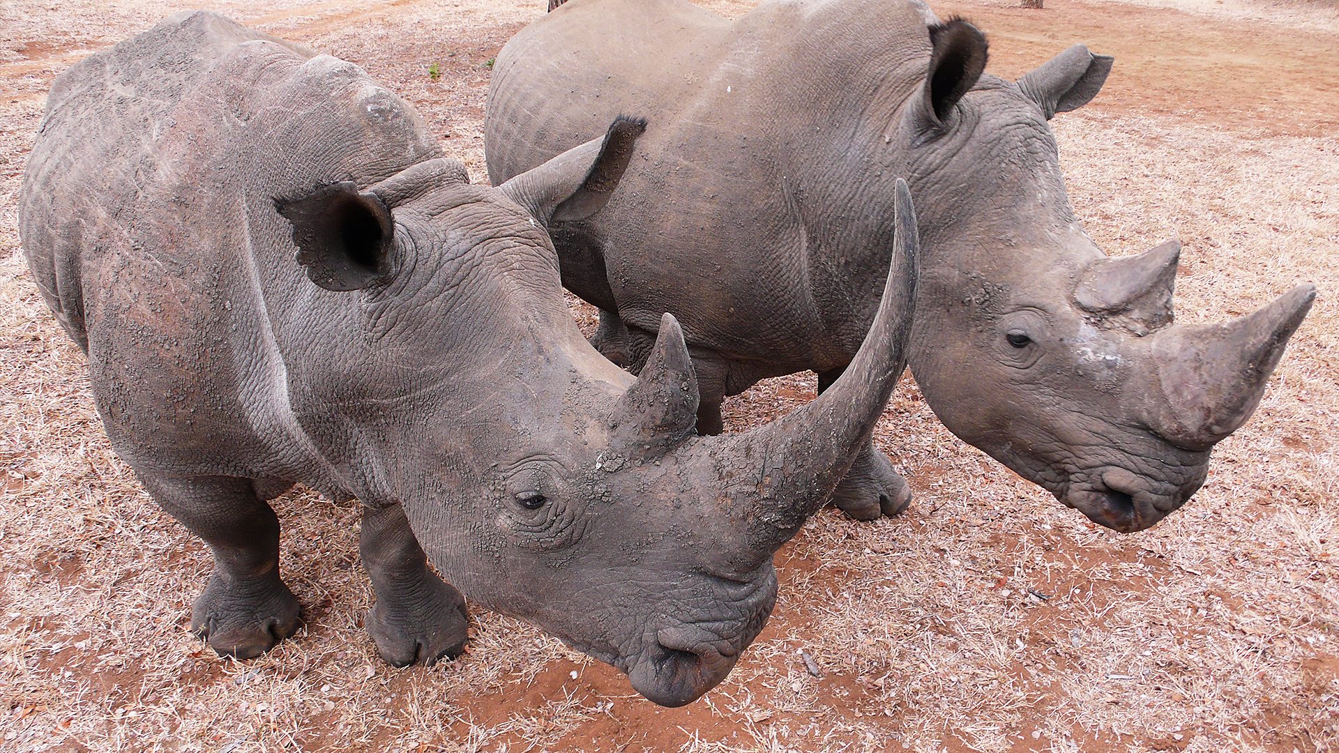 BBC iPlayer - Deadly 60 - Series 3: 25. Endangered