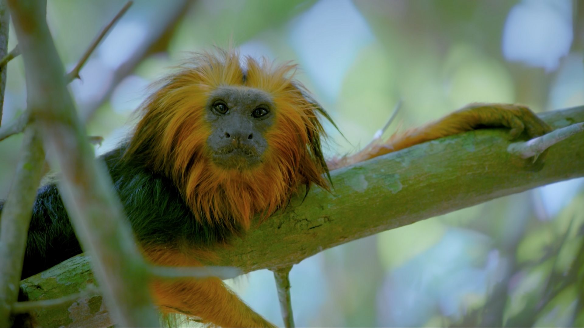 BBC One - Primates, Series 1, Family Matters, Tiny daddy day care
