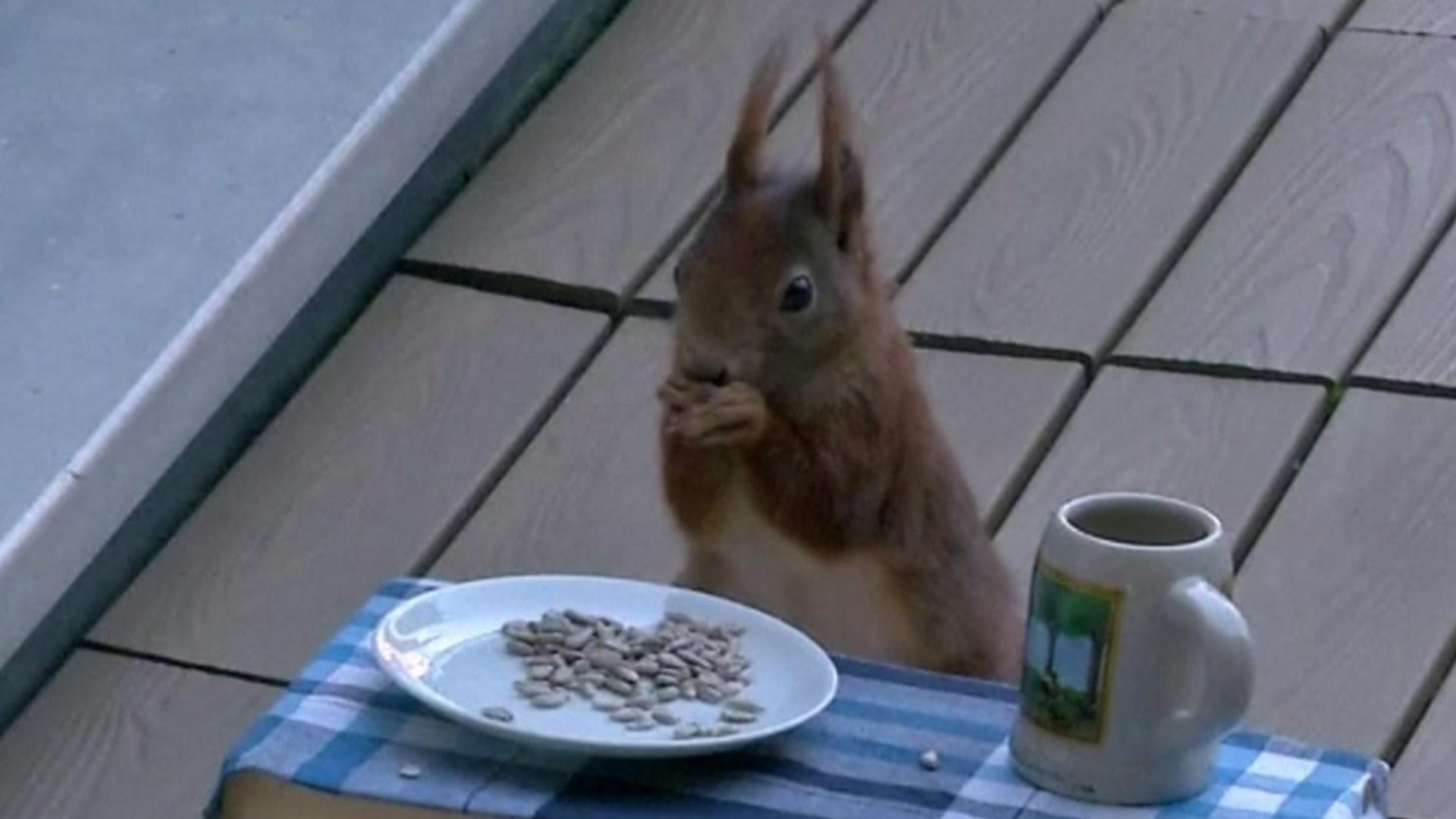 Squirrel Drinking Coffee Gif