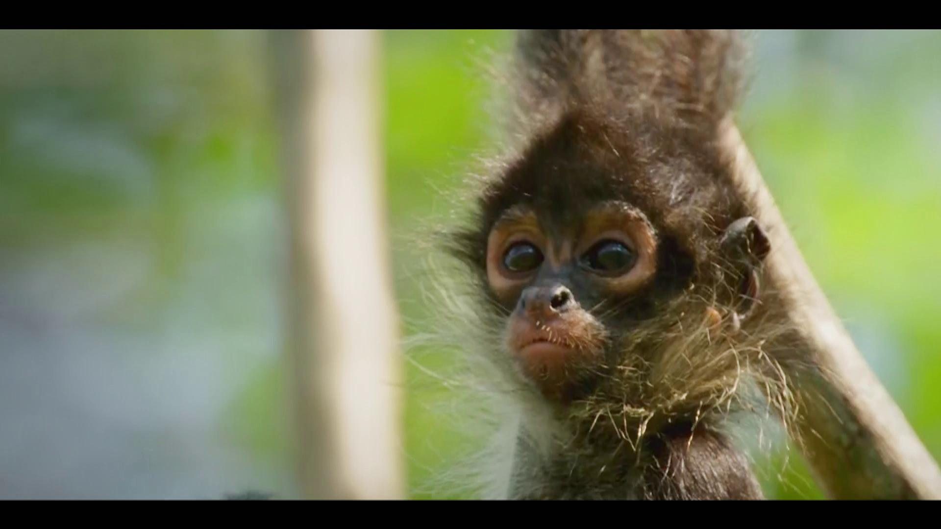 BBC One - Extinction: The Facts, Introduction to Extinction: The Facts
