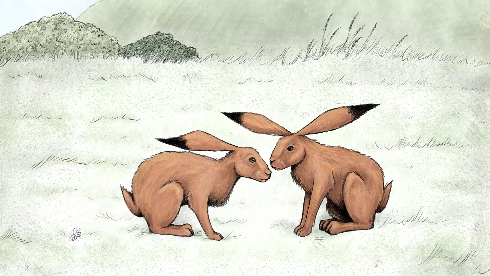 BBC iPlayer - Animated Thinking - The History of the Hare