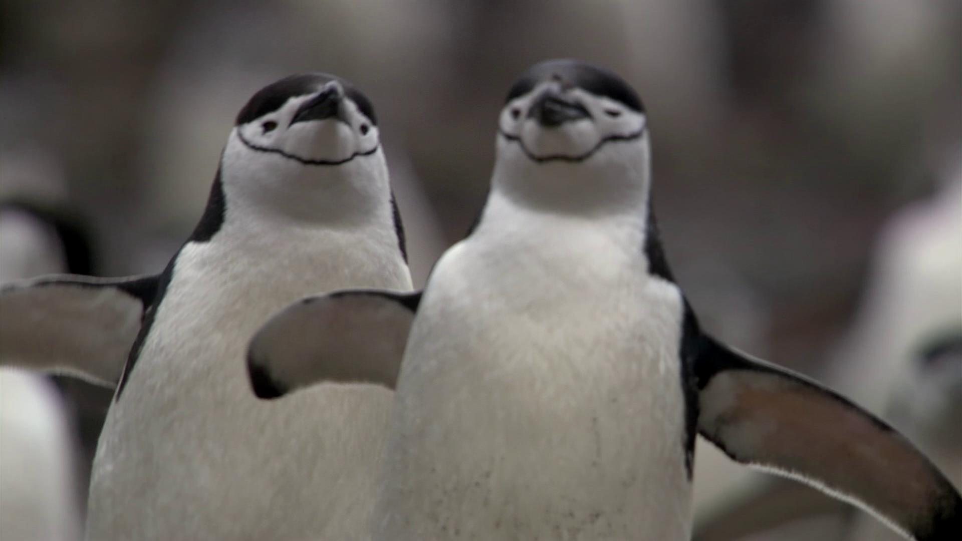 BBC One - Penguins: Meet the Family, Why do penguins waddle?