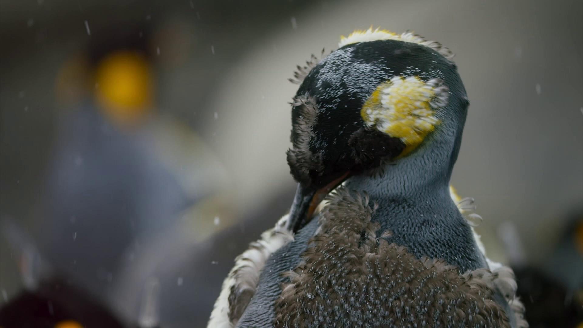 BBC One - Penguins: Meet the Family, The catastrophic molt
