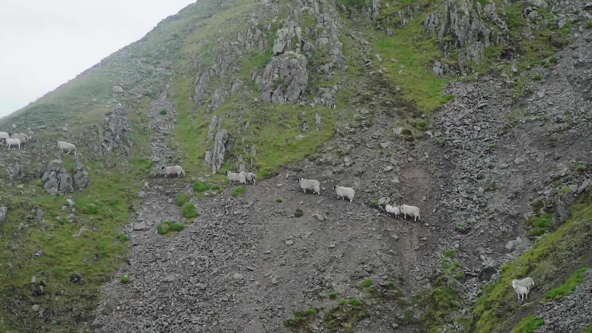 BBC Two - This Farming Life, The fell gather. Series 4, Ep.11, Clip 2