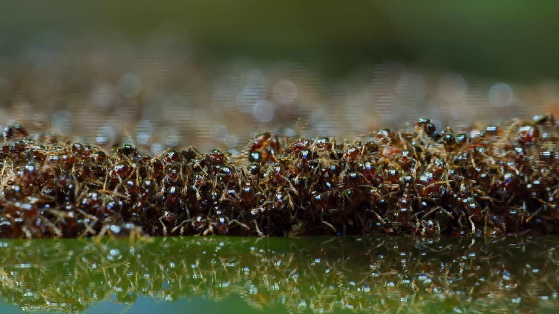 BBC One - A Perfect Planet, Series 1, Weather, Fire ant raft