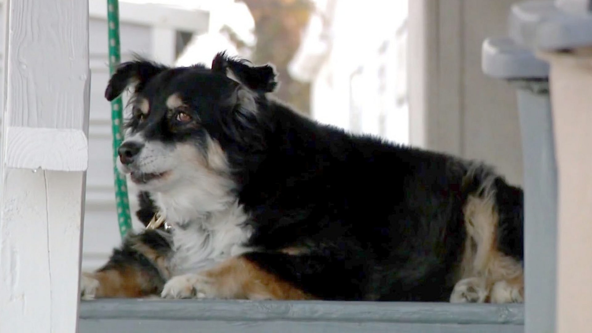 Real Lulu Dog Deals | emergencydentistry.com