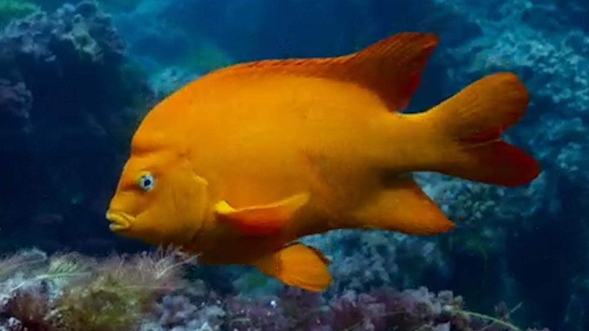 CBeebies - Colours, CBeebies: Colours 'Orange' clip