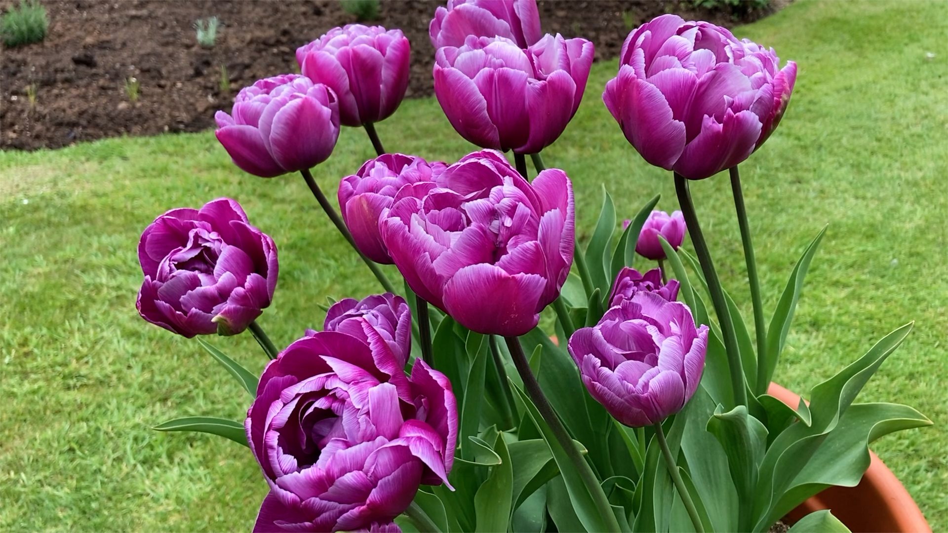 BBC Radio Ulster - Gardeners' Corner, Celebrating tulips