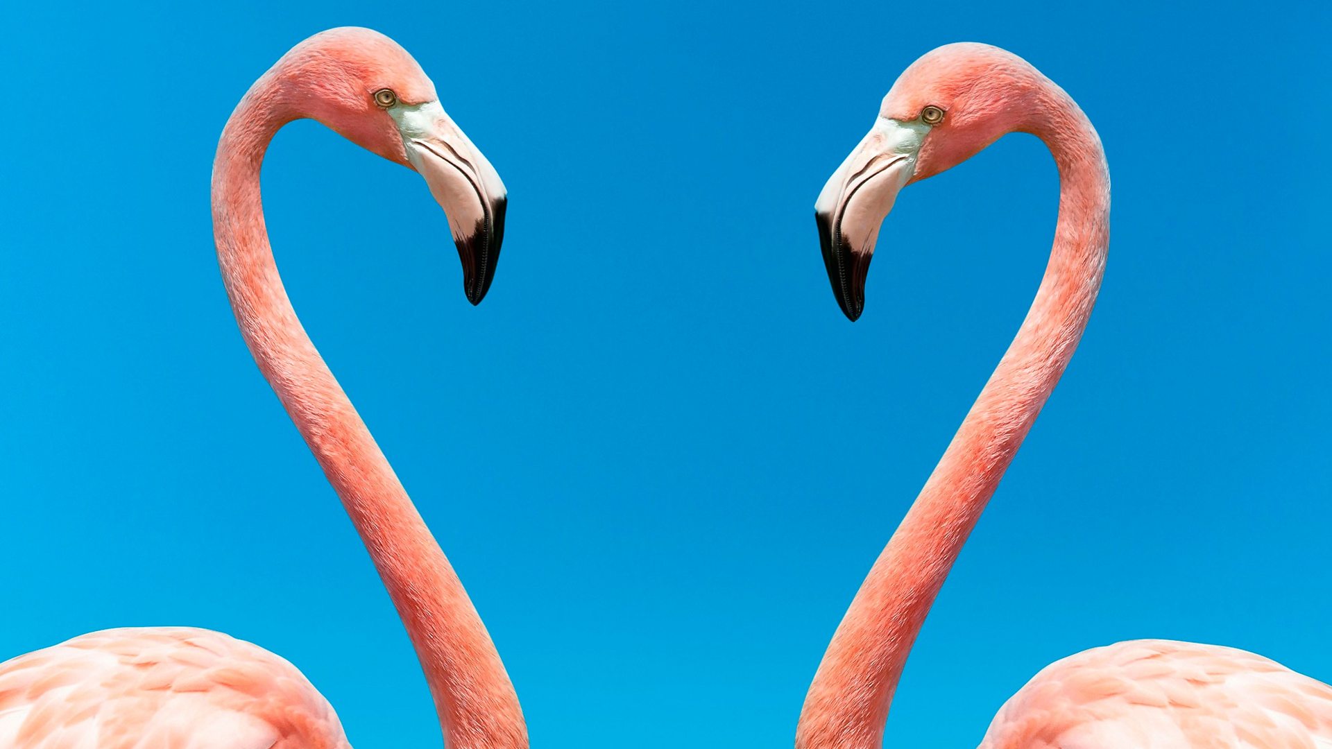 BBC One - The Mating Game, The Mating Game