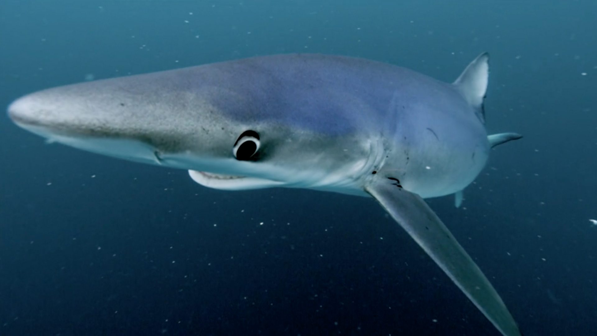 BBC Cymru Wales announces a new natural history series that delves deep ...