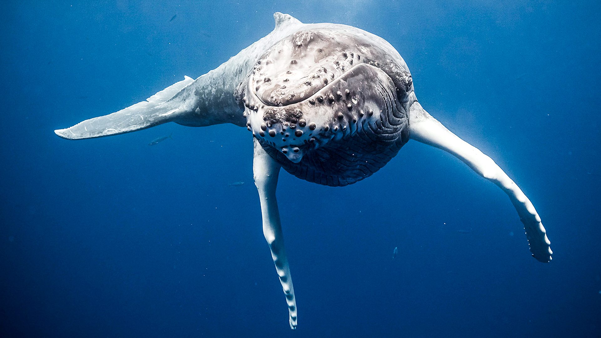 BBC iPlayer - The Mating Game - Series 1: 2. Oceans: Out of the Blue