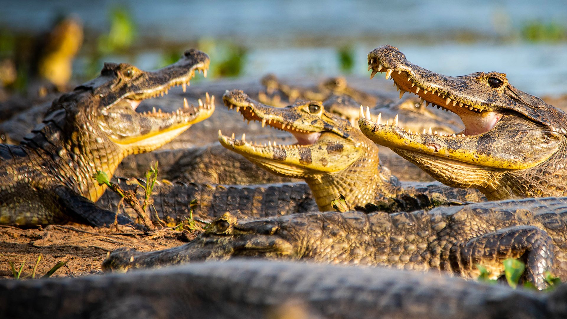 BBC iPlayer - The Mating Game - Series 1: 4. Freshwater: Timing Is ...
