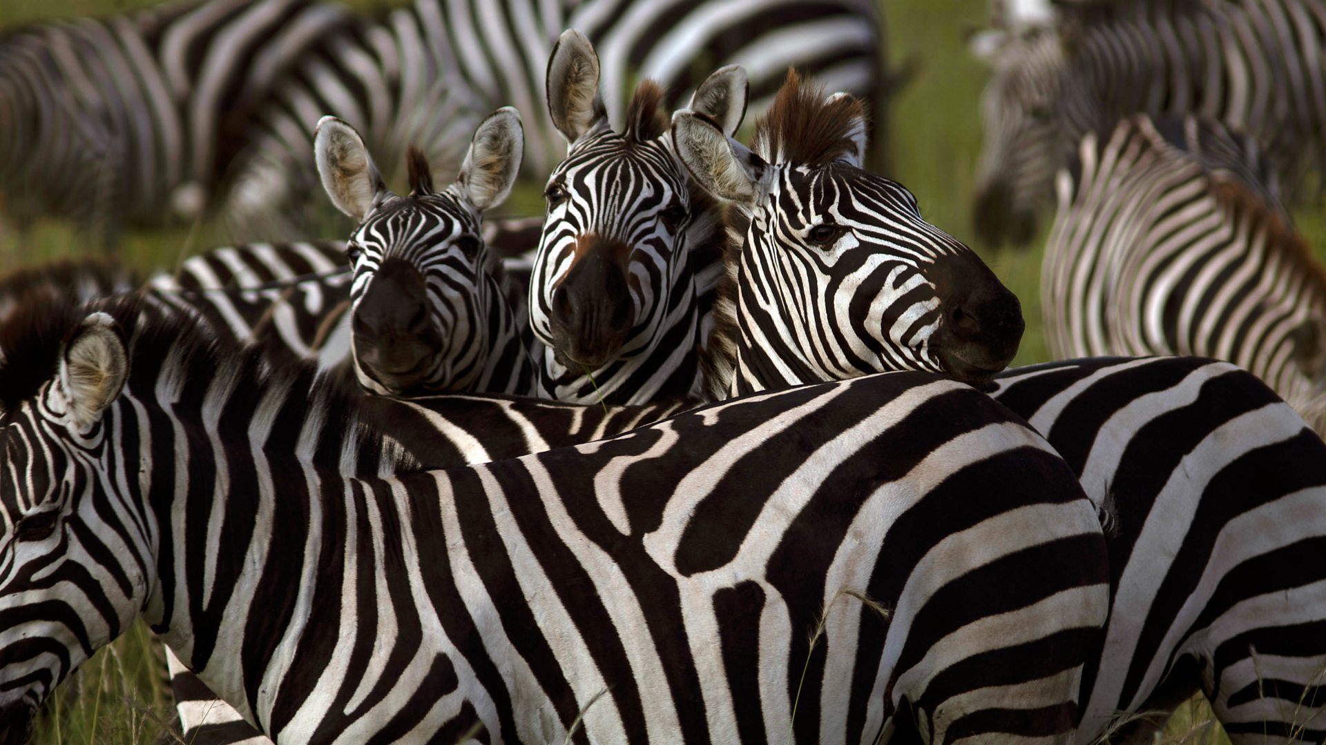 CBeebies - Our Planet, Skin Patterns and Owls, Animals with spots and ...